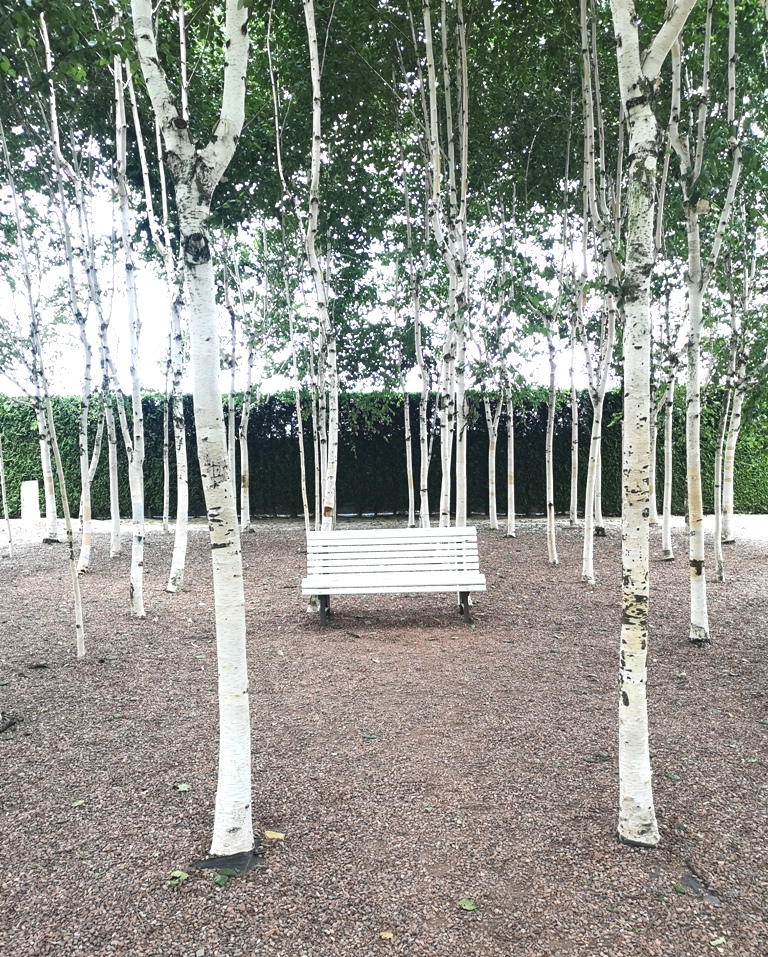Najpiękniejsza brzoza pożyteczna Doorenbos🌳 - musisz ją mieć